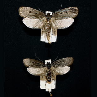 Ecolink helps to protect the future of a poo-eating moth – Ecolink ...