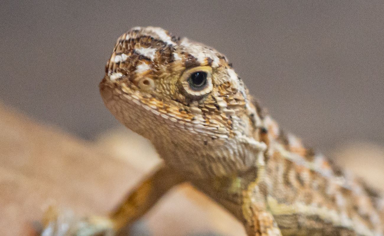 Rediscovery of the Victorian Grassland Earless Dragon – Ecolink Consulting